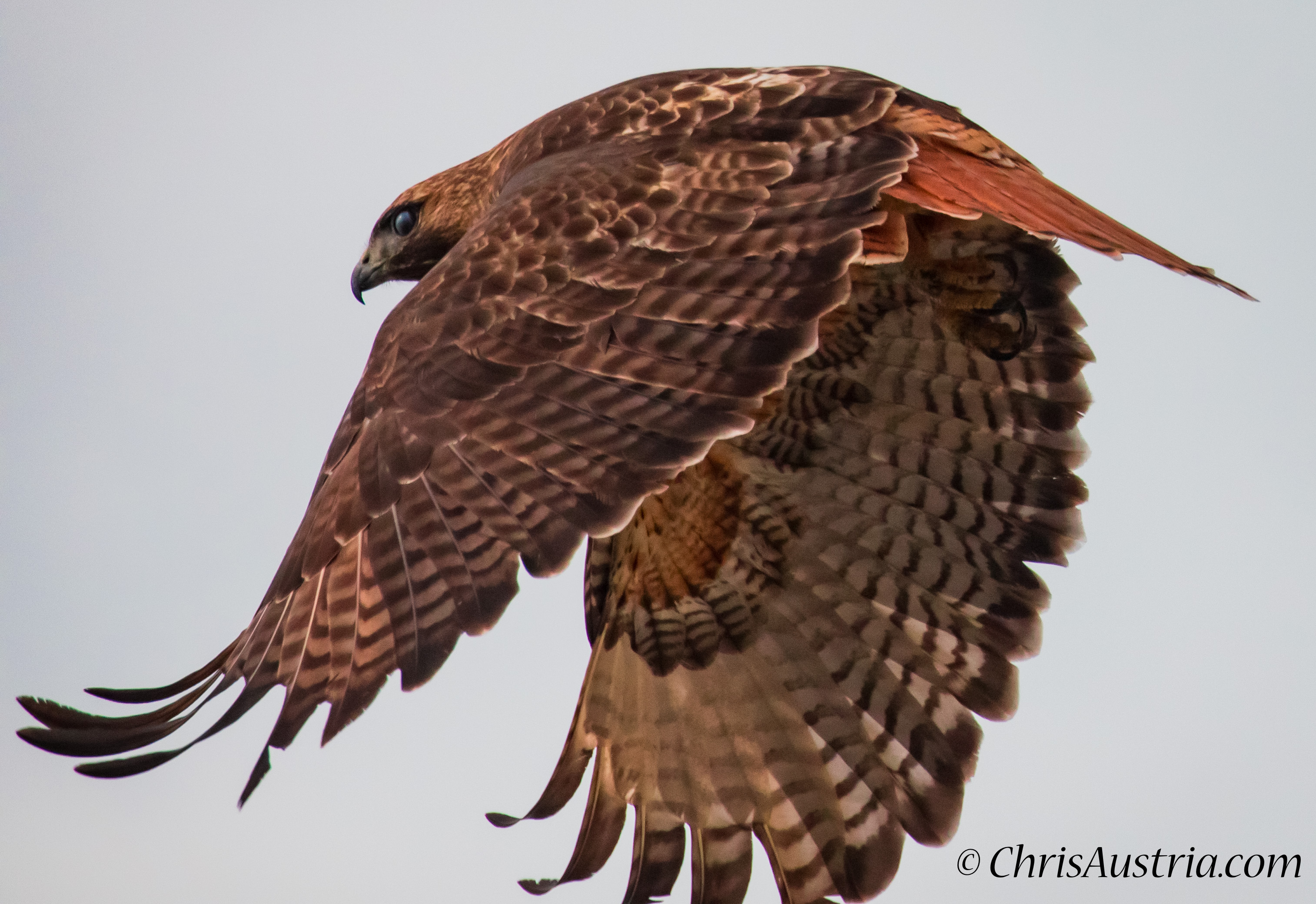 Red-tailed Hawk In Flight – Chris Austria